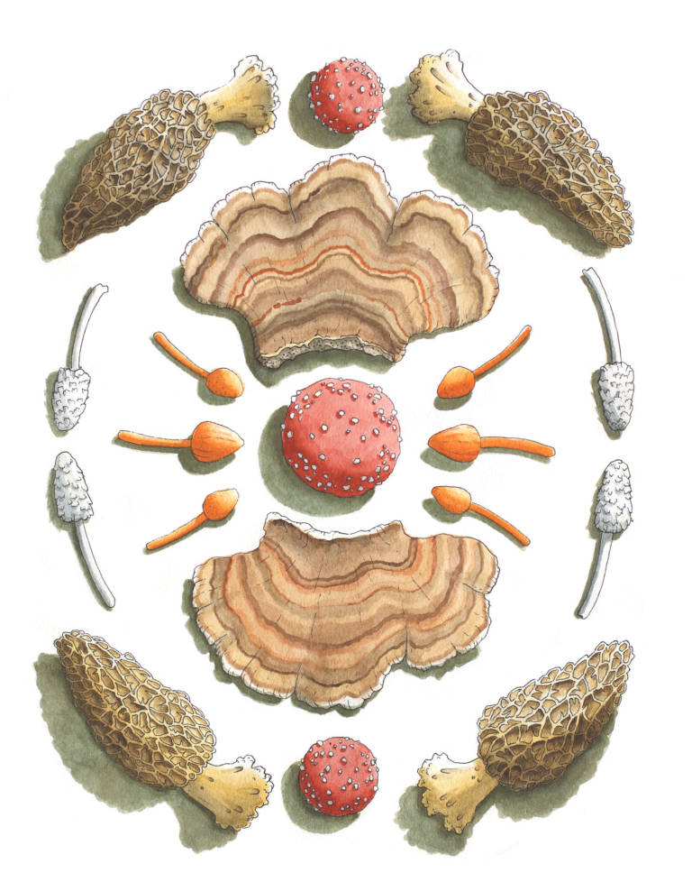 Mandala Series – David Cohen Art